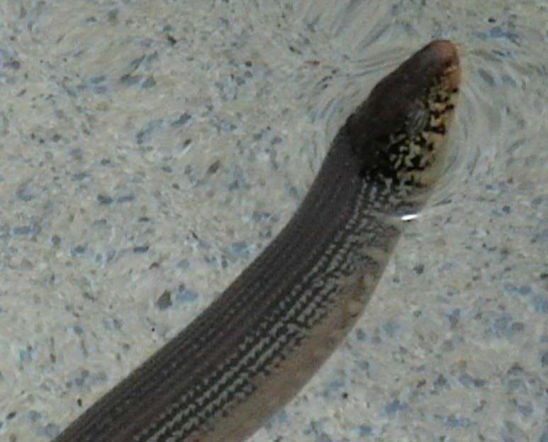 snake4.jpg